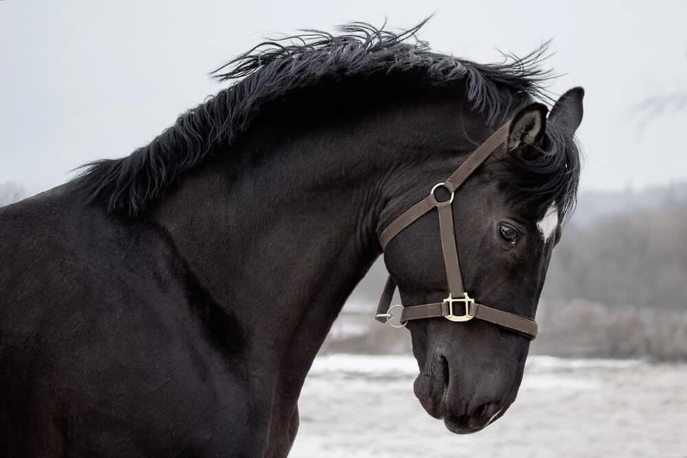 Mythical and Mighty: Roman Horse Names for Every Type of Horse - Home ...