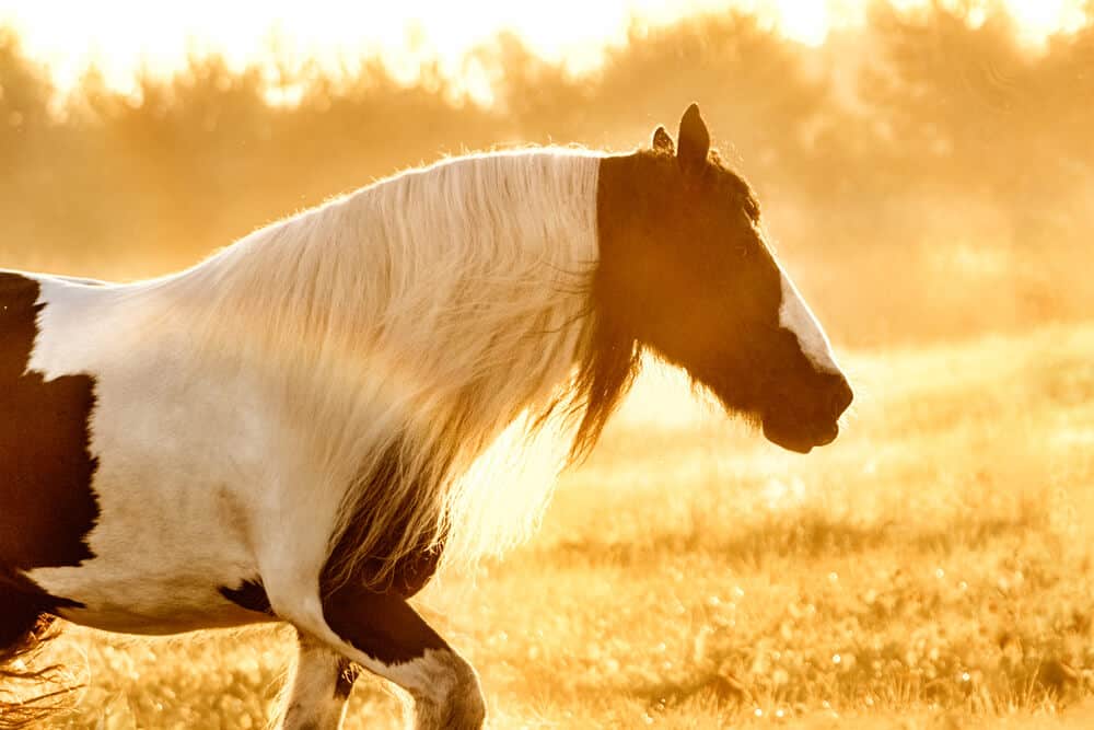 The Most Beautiful Gypsy Horse Names: Timeless and Traditional - Home ...
