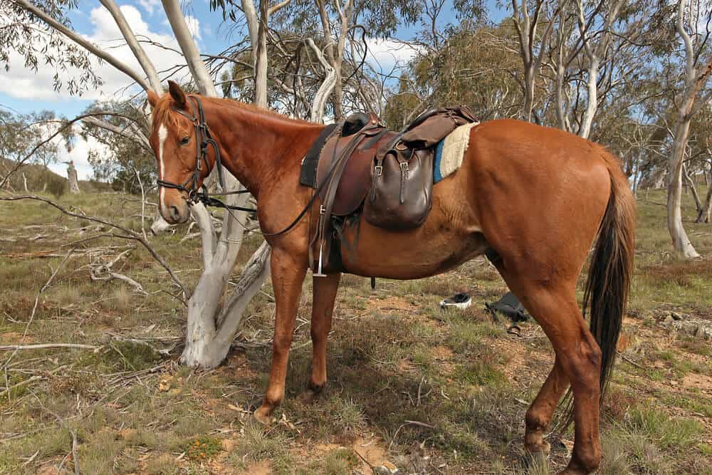 Top Australian Horse Names Inspired by Culture and Nature - Home In The ...