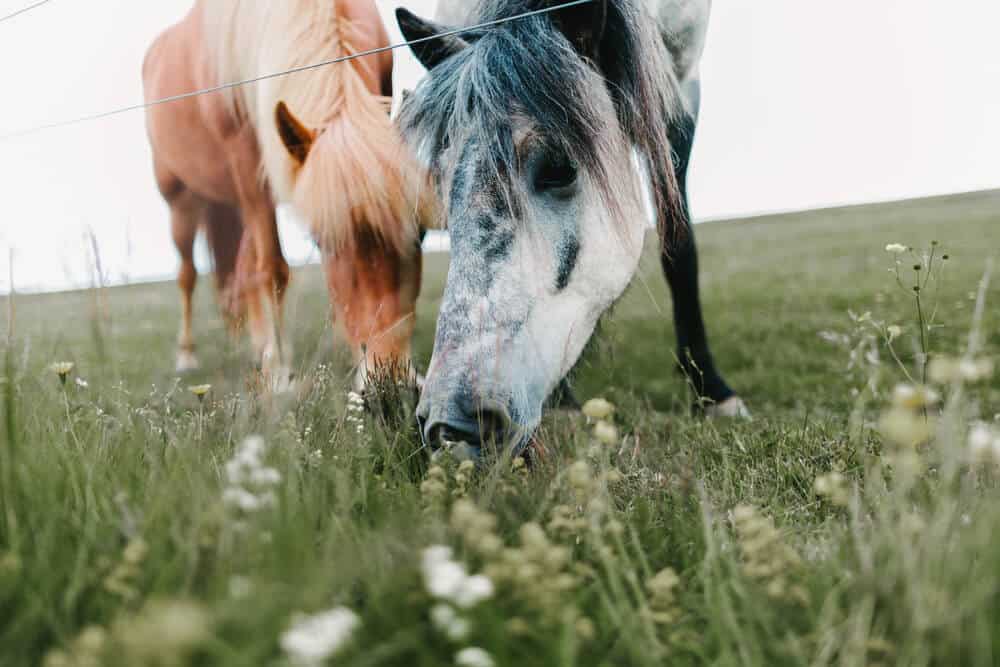 The Best Viking Horse Names from Norse Mythology - Home In The Pastures