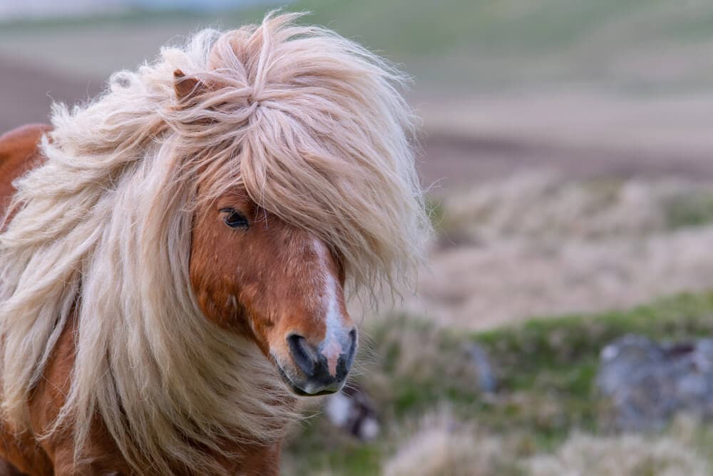 Echoes of the Highlands: Inspiring Scottish Horse Names With Meanings ...