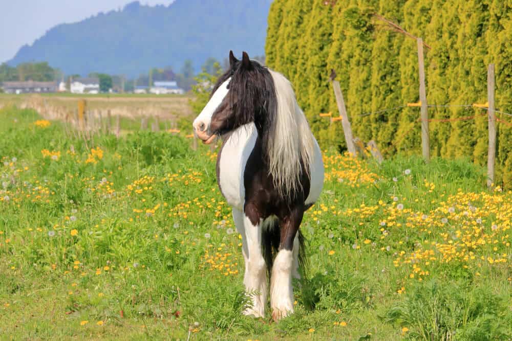 Echoes of the Highlands: Inspiring Scottish Horse Names With Meanings ...