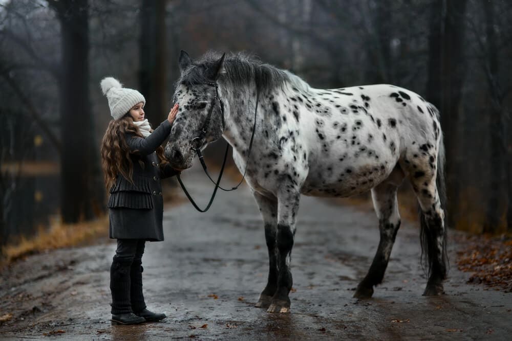 250+ Creative Appaloosa Horse Names Inspired by Their Spots - Home In ...