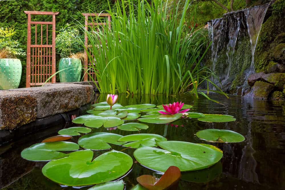 Pondering Whether To Build A Pond? 10 Reasons You Should - Home In The ...