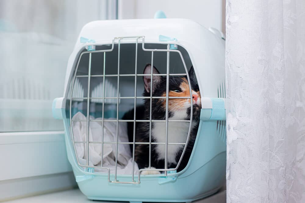 Tips for Safe and Stress-Free Pet Transport - Home In The Pastures