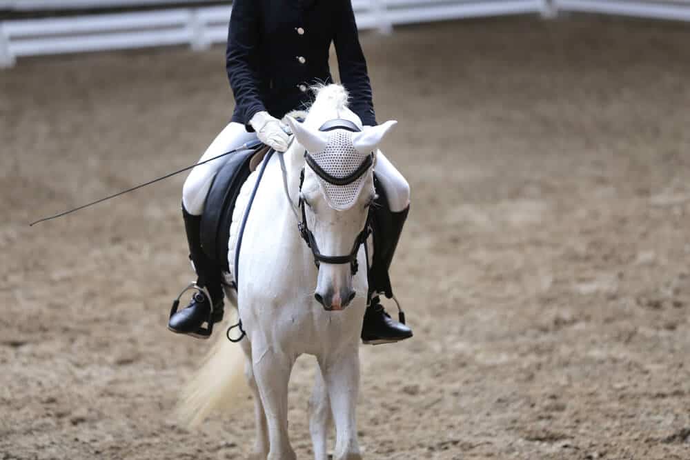 Tryon Equestrian: A Hidden Gem for Horse Lovers - All You Need To Know ...