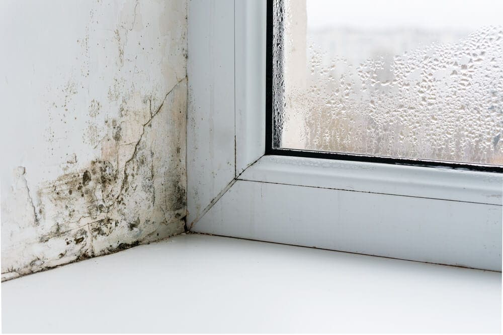 Top Signs You're Dealing with Damp in Your Home - Home In The Pastures