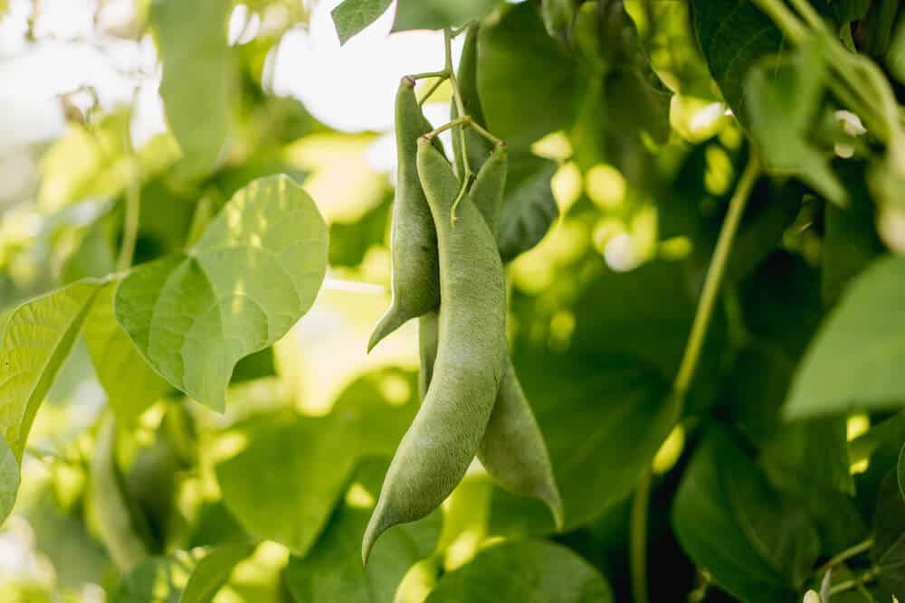 June Planting Guide: What Grows Best This Month - Home In The Pastures