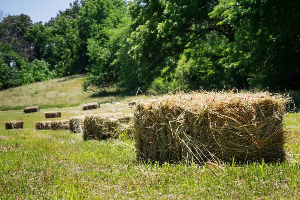 Square Hay Bales: Large or Small? What You Need to Know - Home In The ...