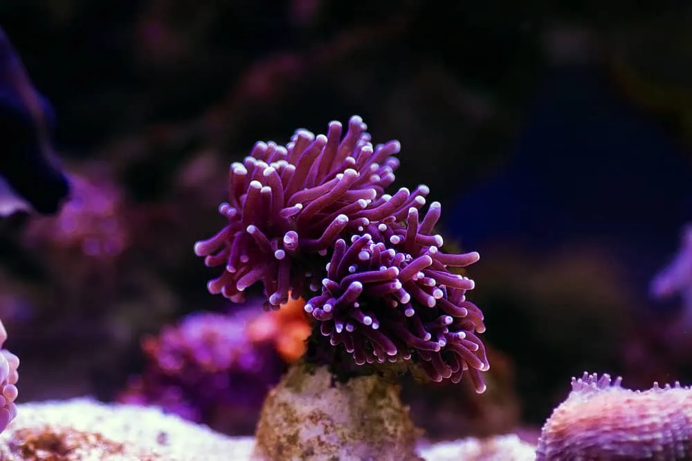 Torch Coral Care Complete Guide