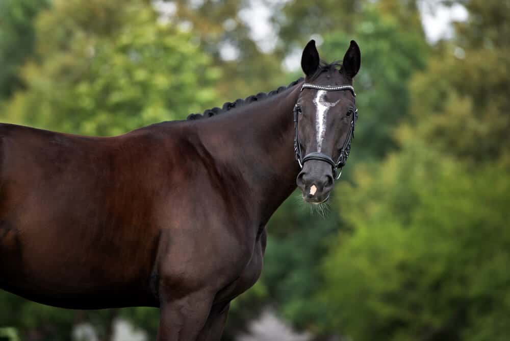 Horse Breeds A-Z: From the Everyday to the Exotic - Home In The Pastures