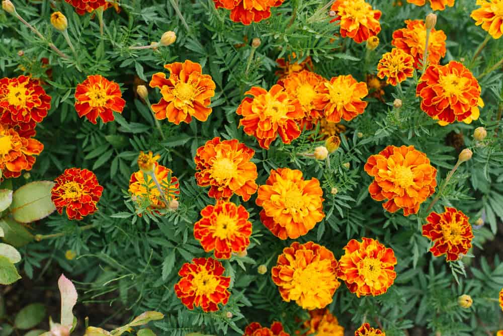 June Planting Guide: What Grows Best This Month - Home In The Pastures