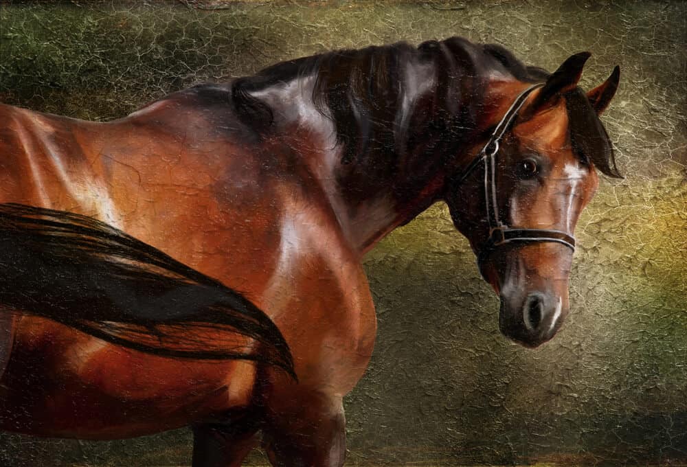 The Most Expensive Horse Breeds