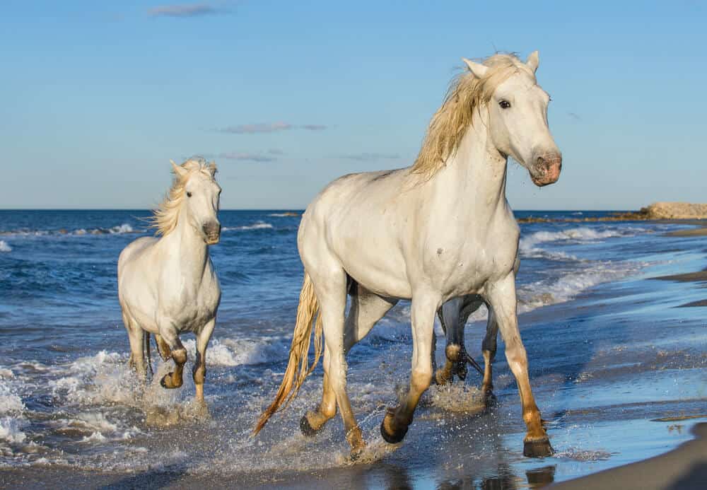 Famous French Horses: Icons of Equine Excellence - Home In The Pastures