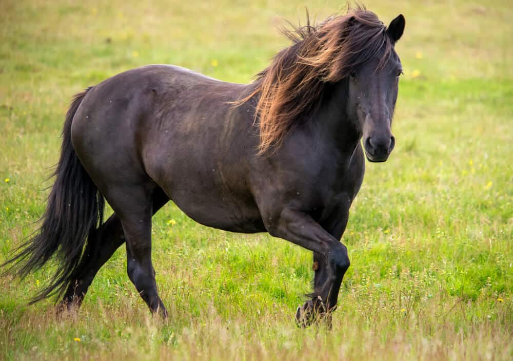 The Best Viking Horse Names from Norse Mythology - Home In The Pastures