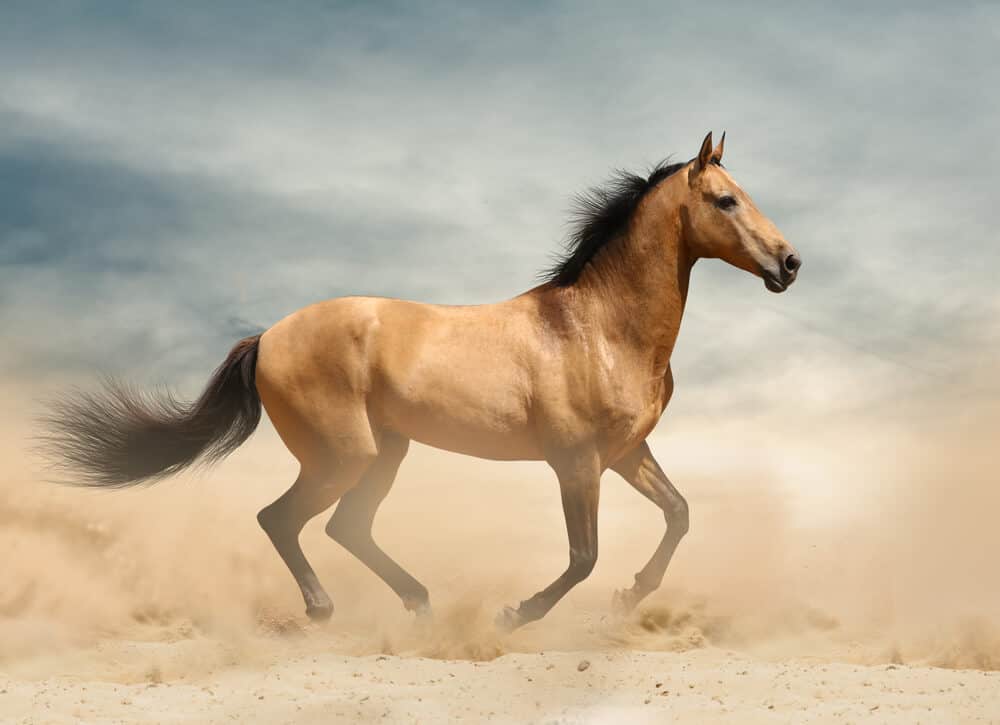Mustang Horse Names: Finding the Perfect Name for Your Wild Horse ...