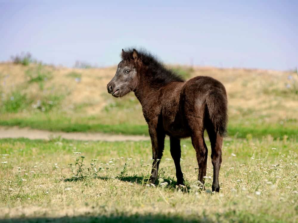Shetland Pony vs Miniature Horse Explained
