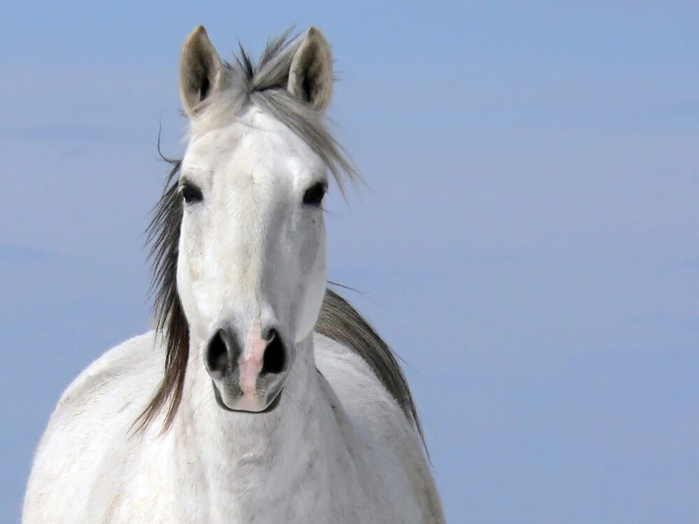 Charming and Unique: White Horse Names You'll Love! - Home In The Pastures