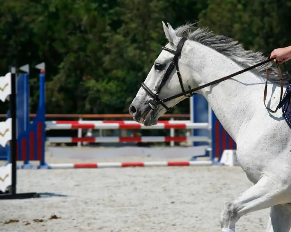 Tryon Equestrian: A Hidden Gem for Horse Lovers - All You Need To Know ...