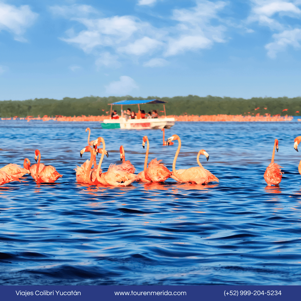 Temporada de flamingos en Yucatán (Con Fotos) - ViajesColibriYucatan