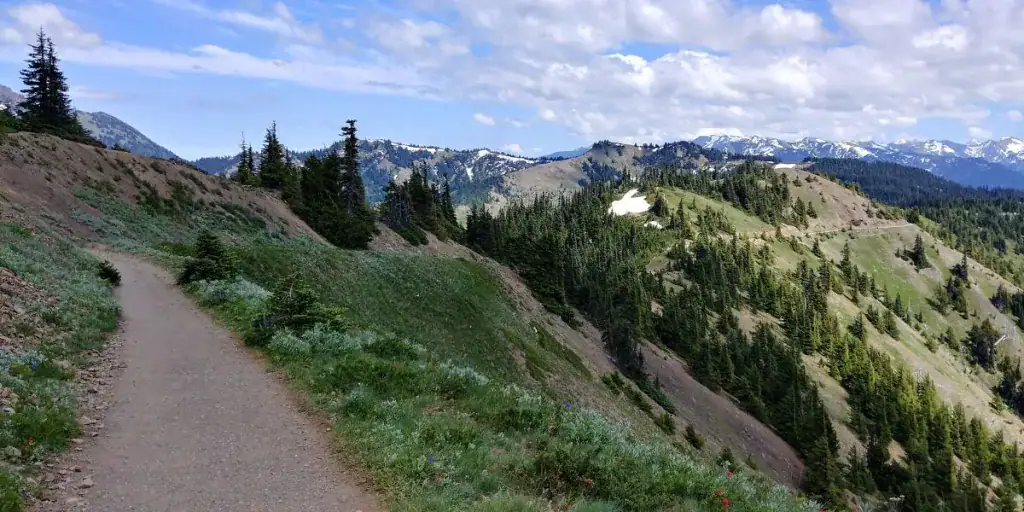 Best 7 Easy Hikes in Olympic National Park for Beginners