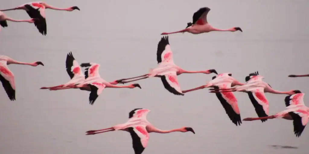Bezienswaardigheden Walvisbaai (Walvis Bay)