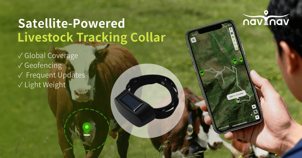Navynav satellite-powered livestock tracking for smarter, safer herd ...