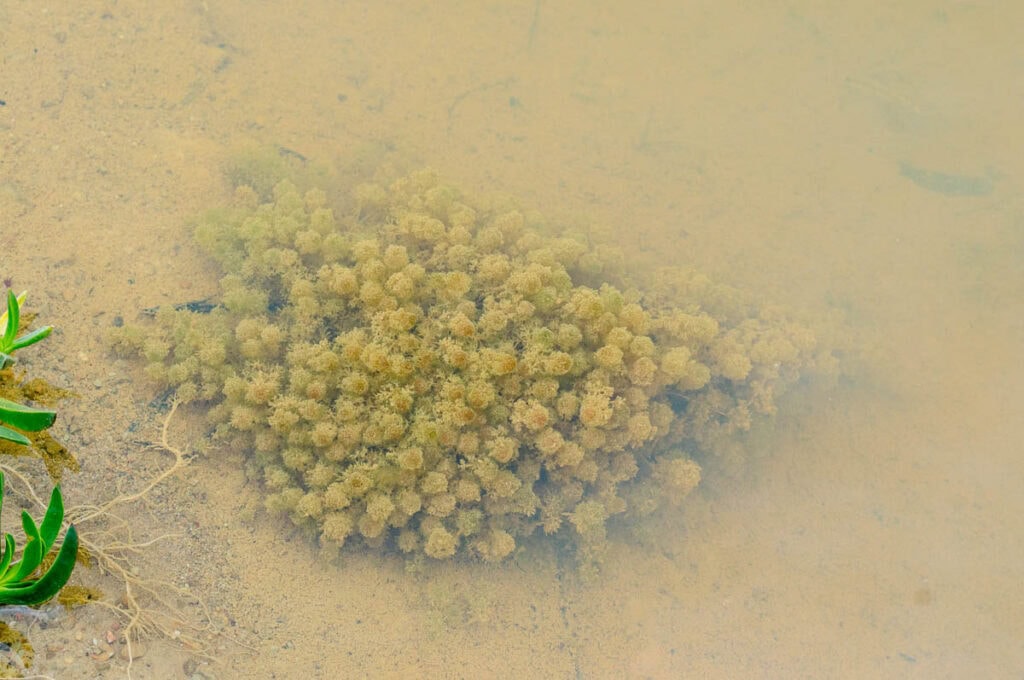 Planting (Natural Swimming Pool) - Phillipskop Mountain Reserve