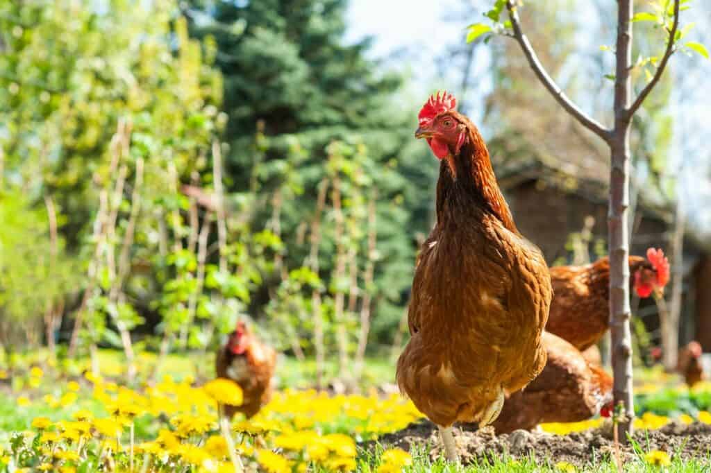 Tips For Settling Into A Rural Area - Home In The Pastures