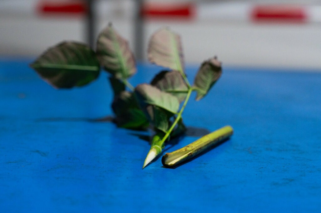 Robot grafts trees without errors - Future Farming