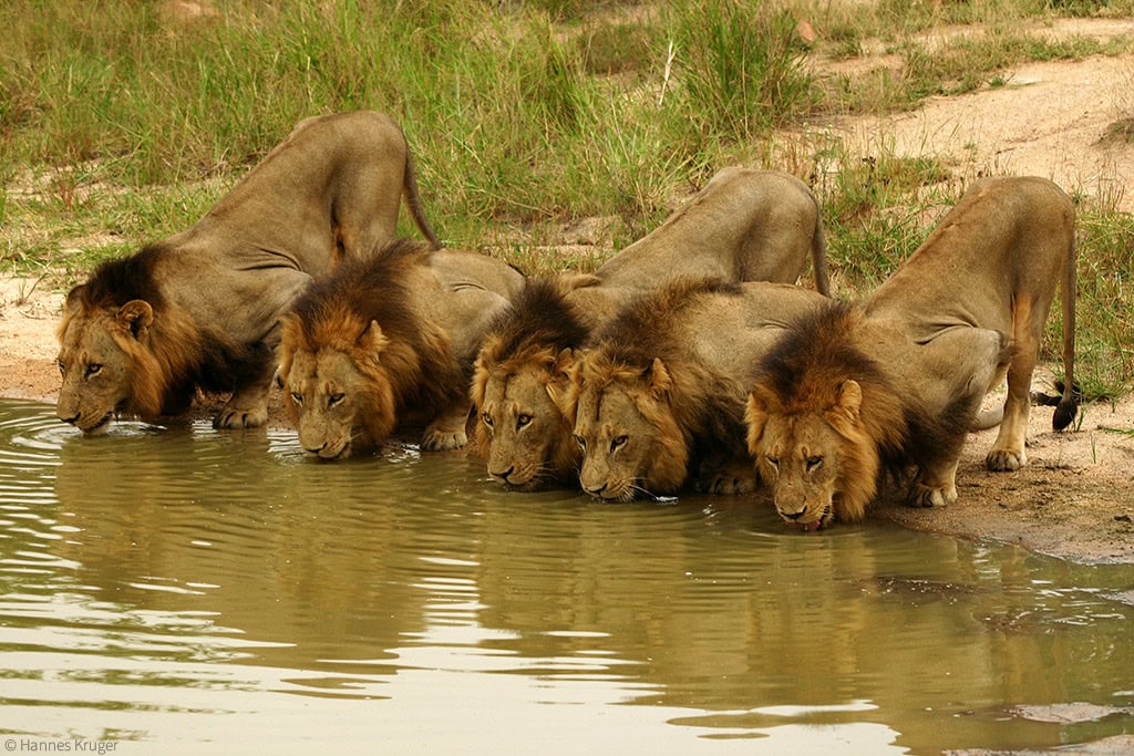 The Mapogo Coalition - Turpentine Creek Wildlife Refuge