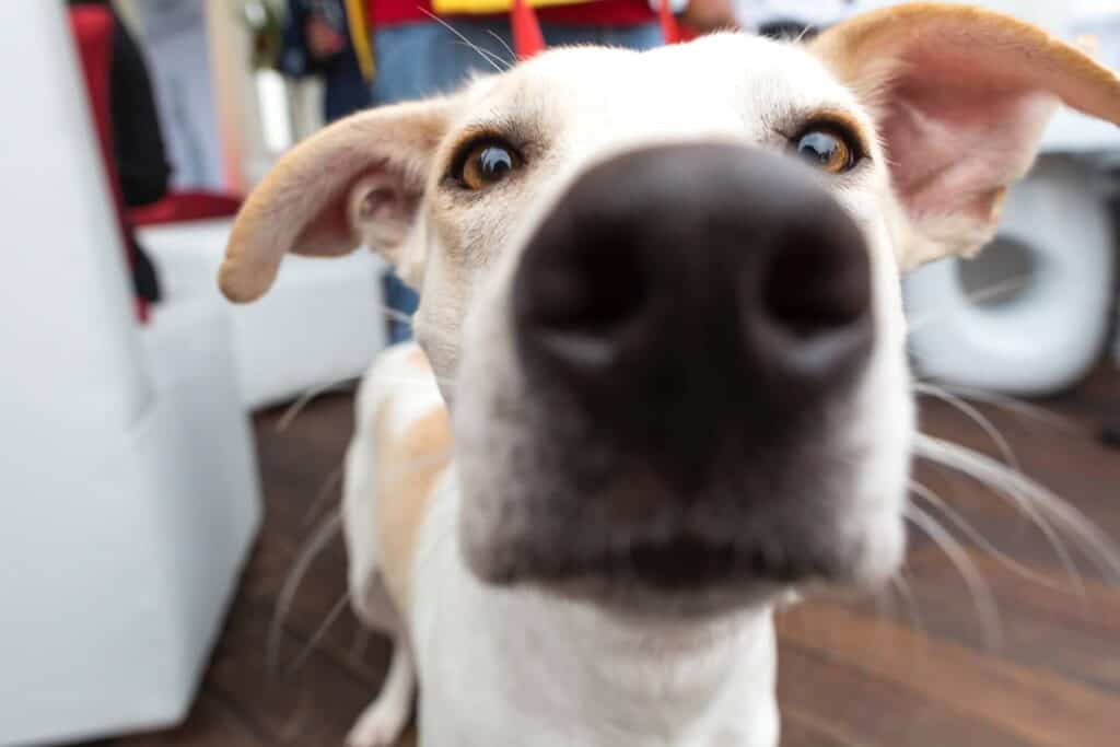 How Intelligent Are Dogs? The Answer Will Surprise You
