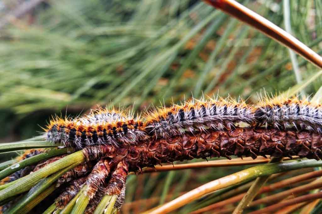 Processionarie del pino: prevenzione e come intervenire - UDINE.news