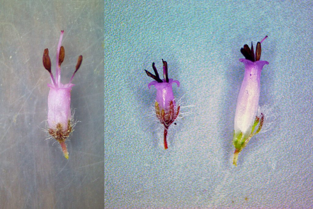 Erica ericoides (Ericaceae) - Honey Heath