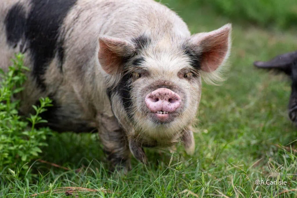 Understanding Wattles in KuneKune Pigs - Carlisle Acres