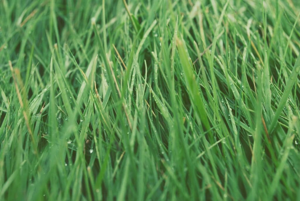 From Seed To Sprout: The Basics Of Growing A Lush Turf - Home In The ...