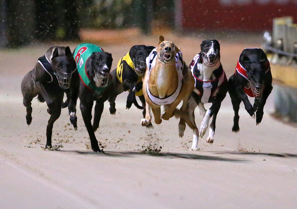 Four Runners That Made History As Multi-time Winners Of The Greyhound Derby