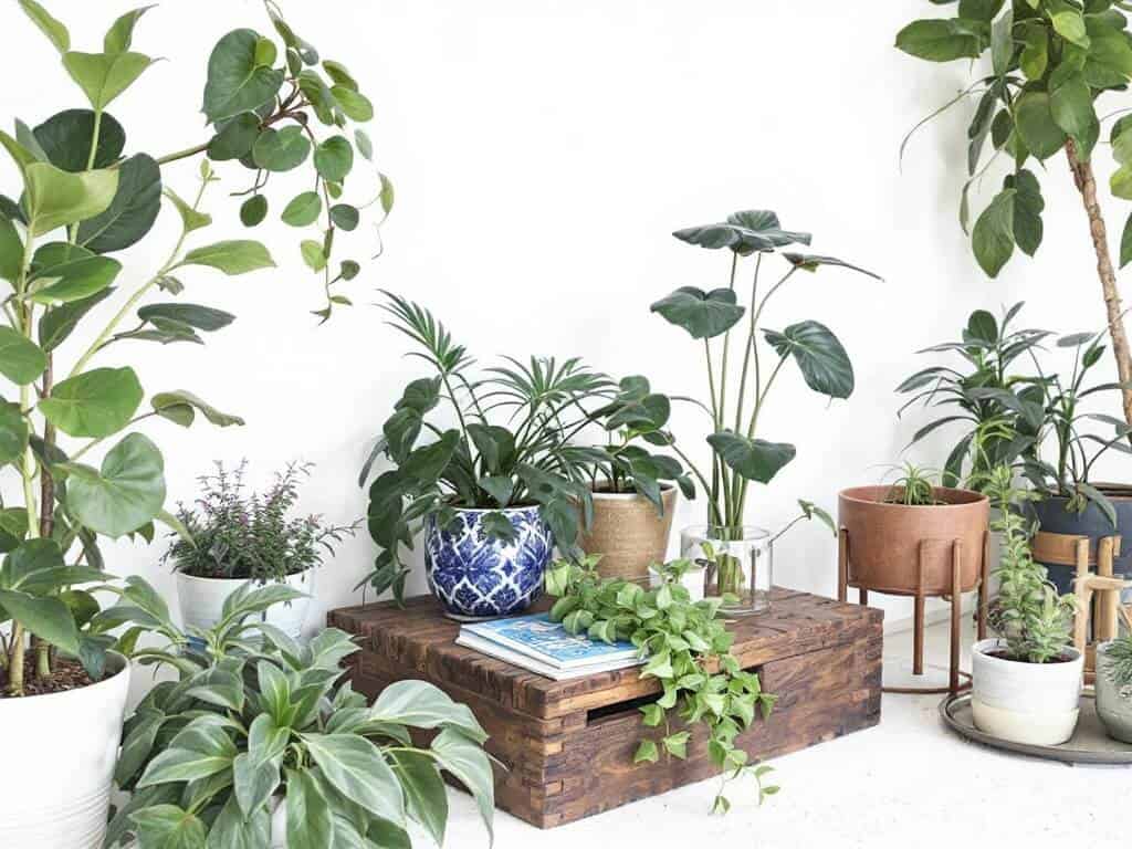 Bringing Nature Indoors: A Biophilic Design Guide for Your Home - Home ...
