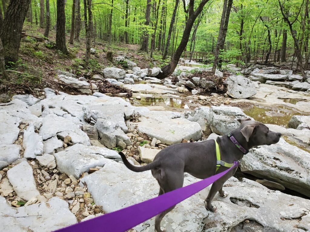 Great Spring Hikes around Huntsville | We Are Huntsville