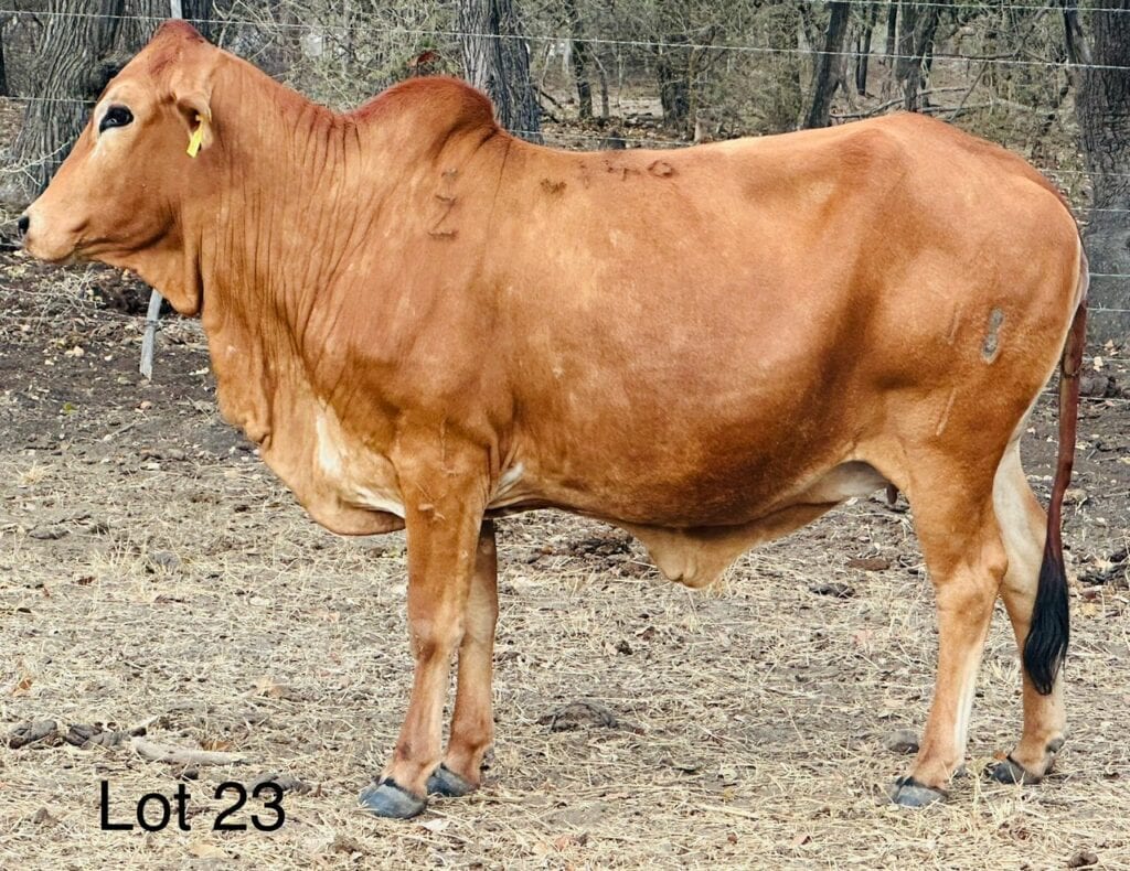Boran cattle shine in tough Zimbabwean conditions - Agriculture.co.zw Boran cattle shine in tough Zimbabwean conditions - Agriculture.co.zw