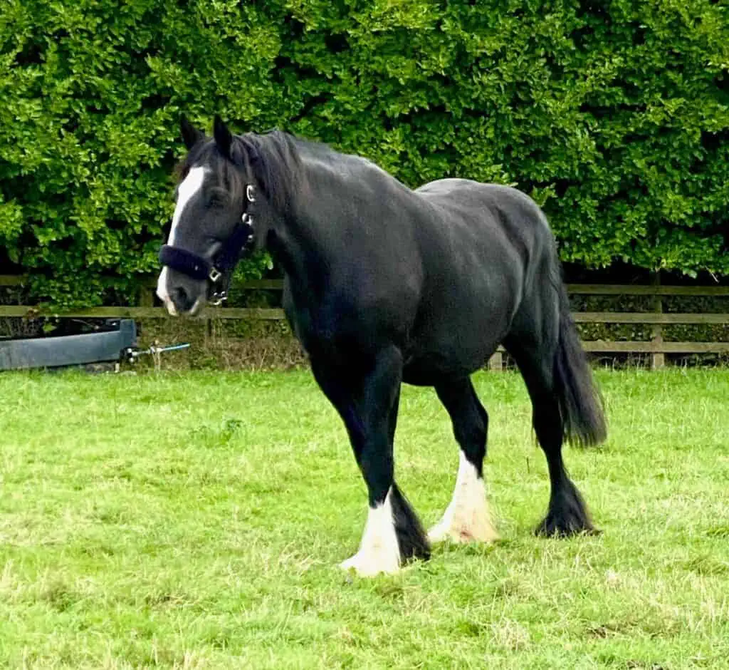 Shire Horse Names: A Guide to Naming Your Gentle Giant - Home In The ...