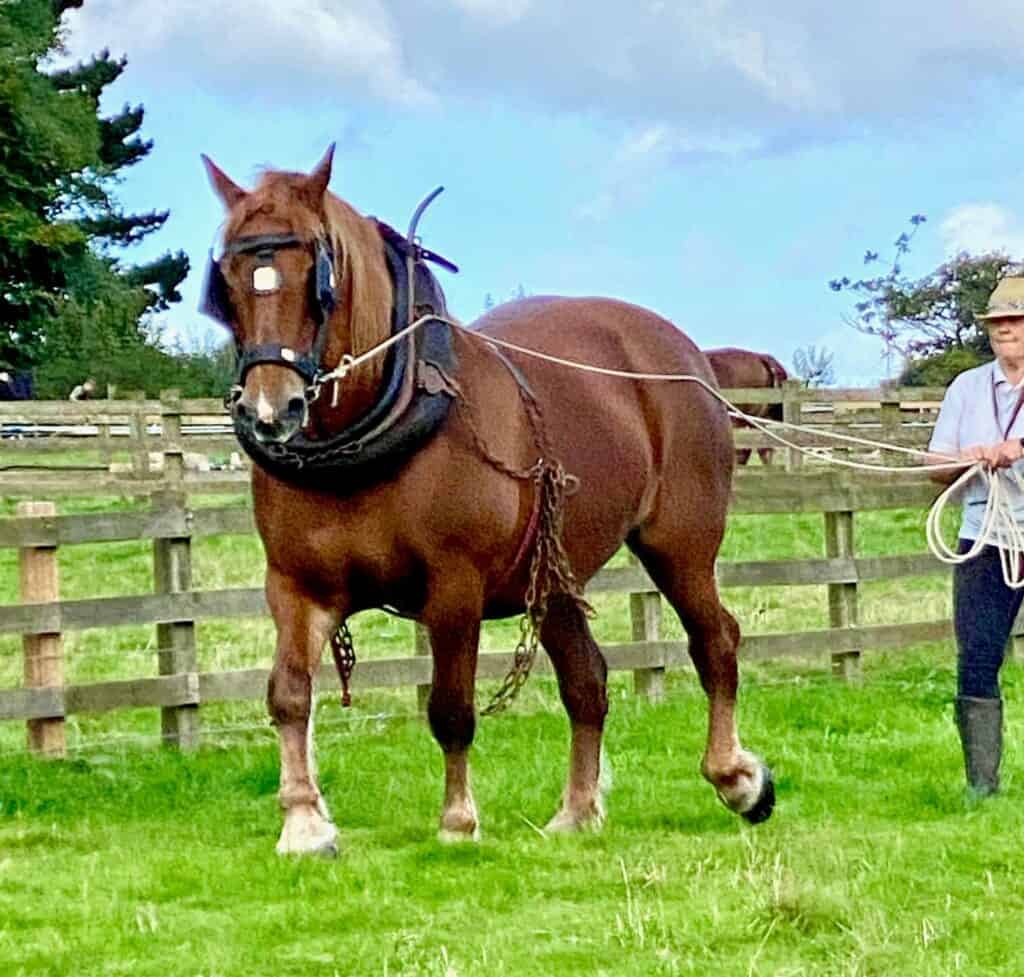Majestic and Scarce: A Spotlight on Rare Horse Breeds - Home In The ...