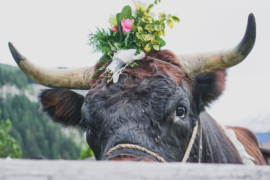 The Descent Of The Alpine Cows Festival - A Weekend In Blatten