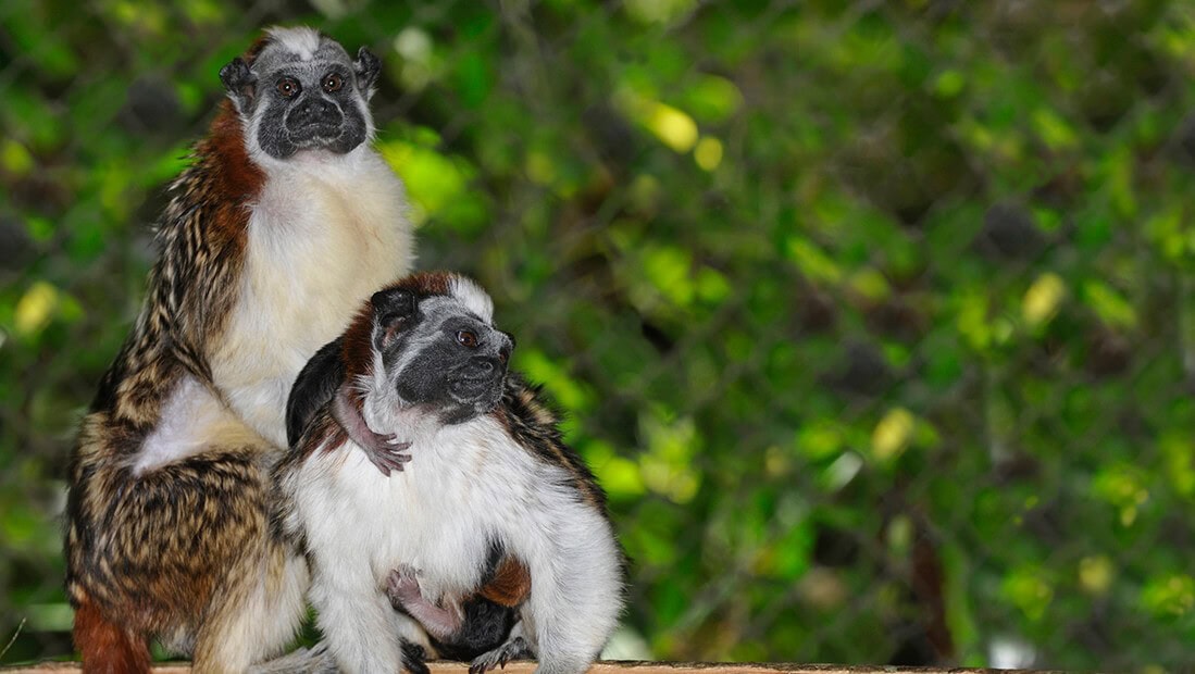 Tamarin monkey in a animal Sanctuary| NATUWA, Wildlife Sanctuary, Costa ...