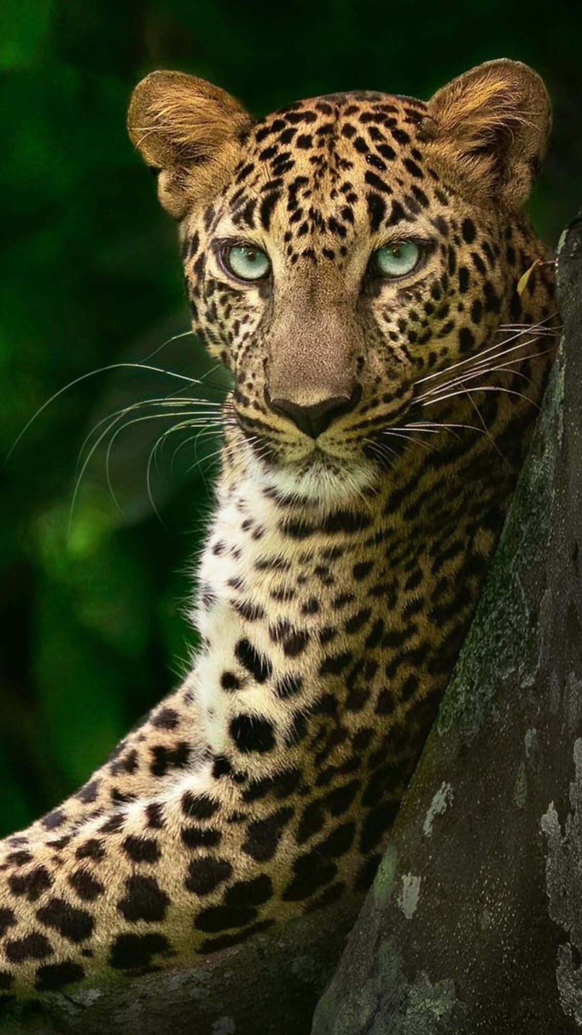 Wildlife Photography By Mithun Hunugund – THEINSPIRATION.COM