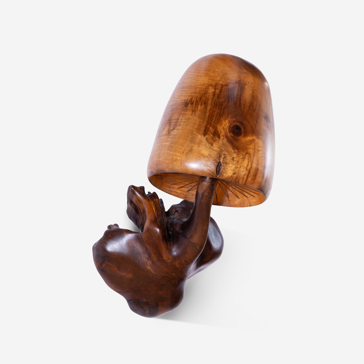 Shiitake Cinereus - Moderne Gallery