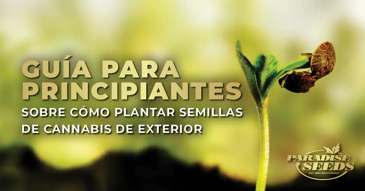 Guía Para Principiantes Sobre Cómo Plantar Semillas De Cannabis De