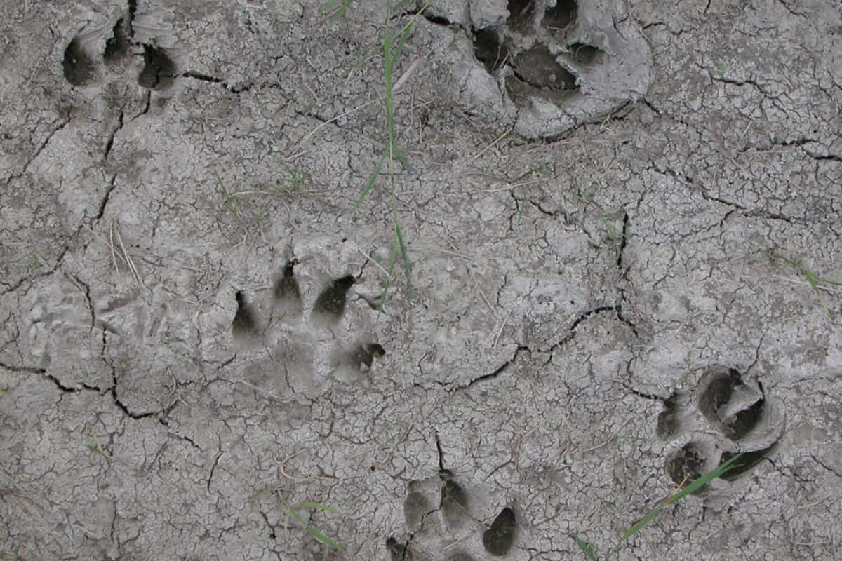Identify Bobcat vs Coyote Tracks: Key Differences Explained - The Hiking Adventure