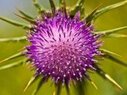 Ostropestřec mariánský (Silybum marianum) – Príma receptář.cz