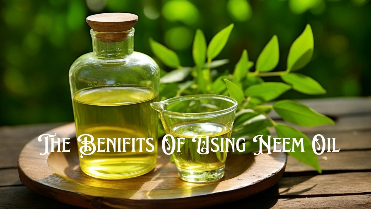 The Benefits Of Using Neem Oil On Your Plants - DEANS QUALITY PLANTS